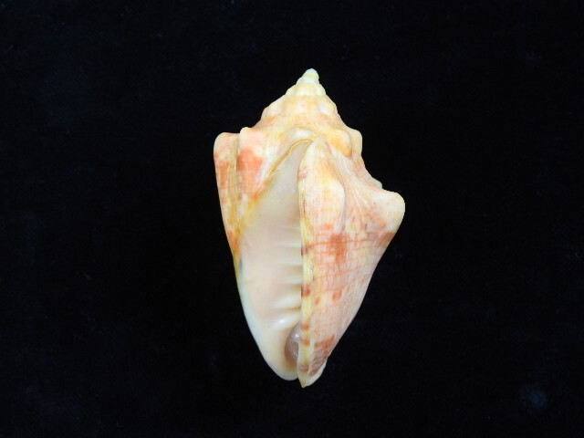 Sea shell Voluta musica f. carneolata 72.6mm ID#8847 | eBay