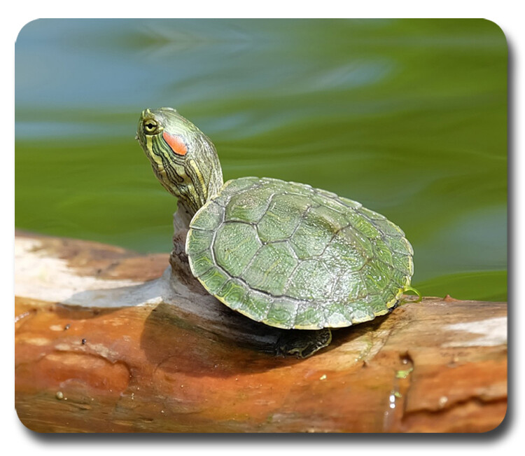 Baby Painted Turtle
