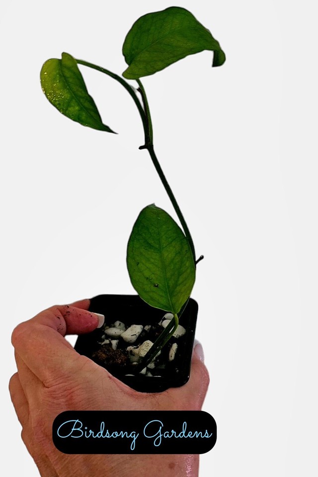 Epipremnum Pinnatum “Skeleton Key” Pothos *ROOTED* Cuttings | eBay