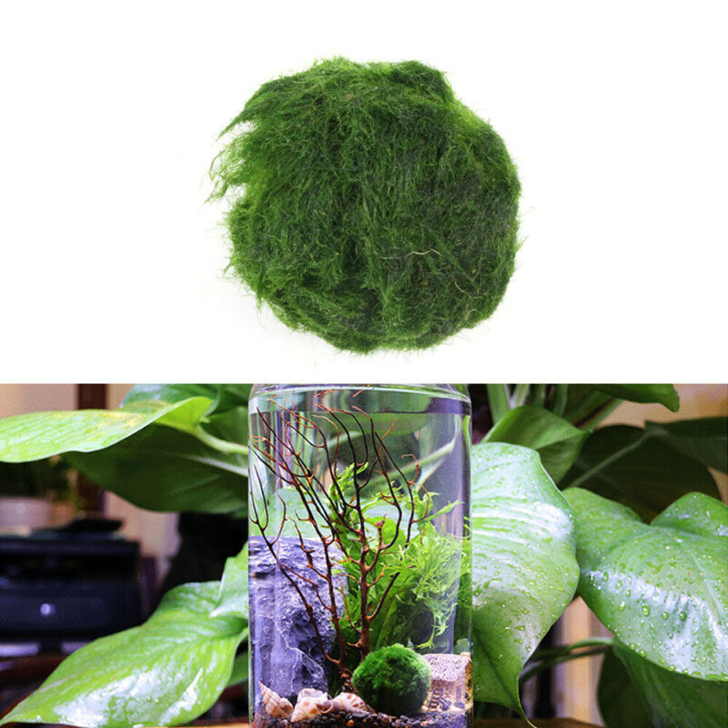 6Pcs 3-4cm Marimo Moss Balls Live Aquarium Algae Fish Shrimp Tank Green Seaweed | eBay
