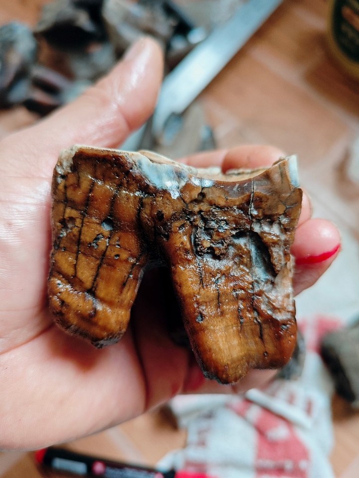 Exquisite Tooth Fossils from the Ice Age - Ancient Fossil Specimen | eBay