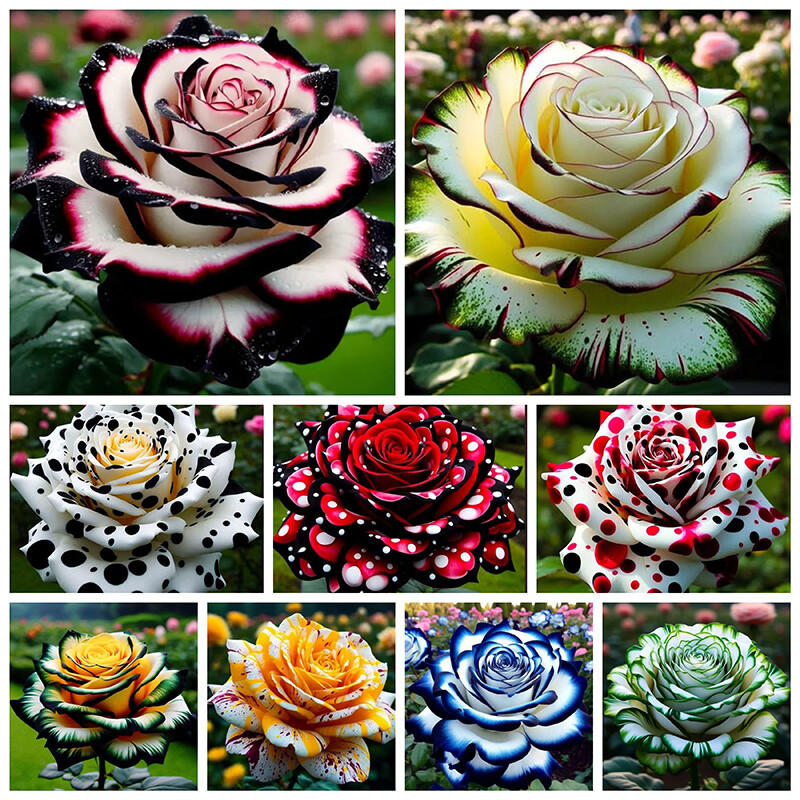About 100Pcs/pack Mixed Color Rose Seeds Rare Exotic Plant Garden ...