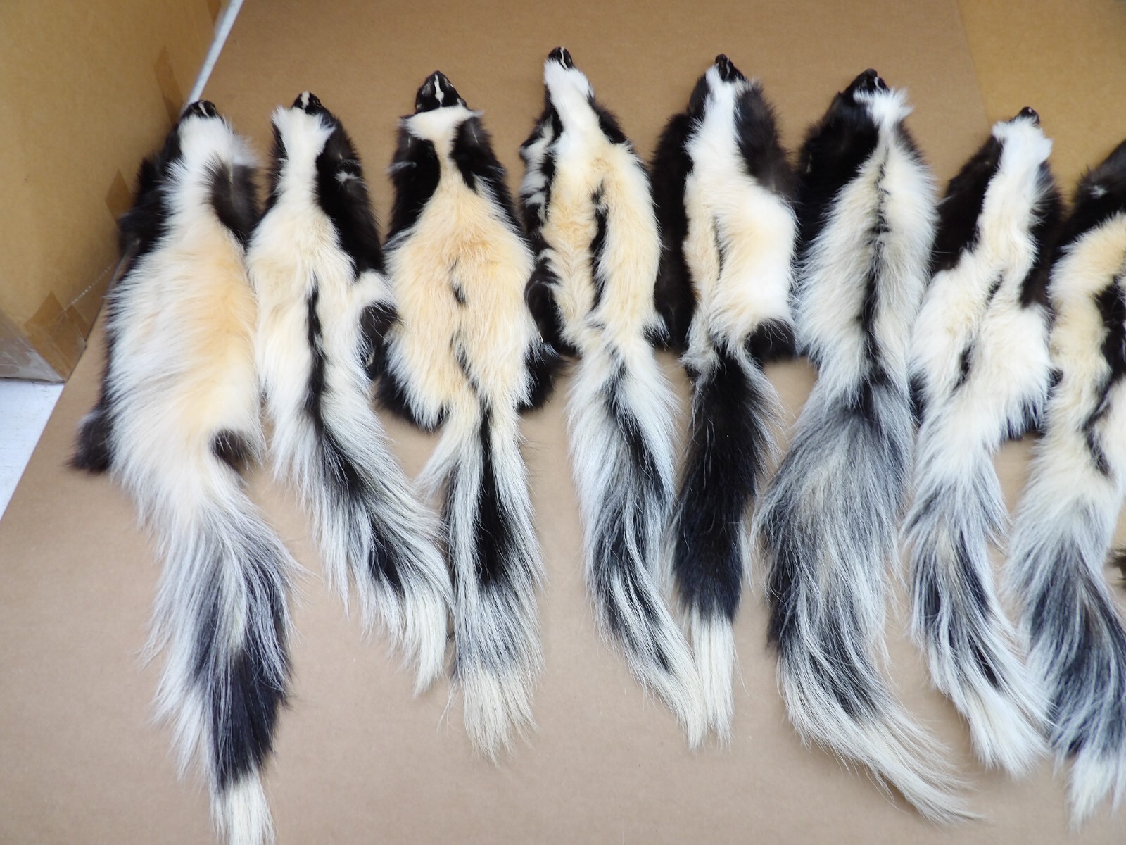 Large #1 Tanned wide striped skunk hide/professionally tanned/gag gift ...