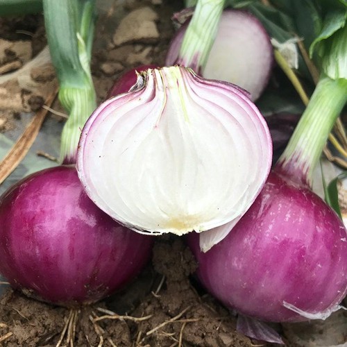 Ruby Red Onion Seeds, NON-GMO, Long Day, Variety Sizes, | eBay