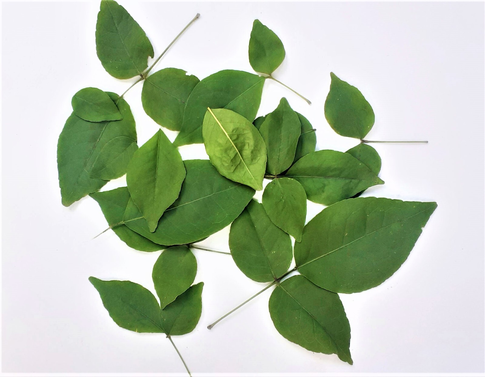 300+ Dried BAEL FRUIT LEAVES Beli Mal Leaf Tea, Bilva, Bel Patri- Aegle ...