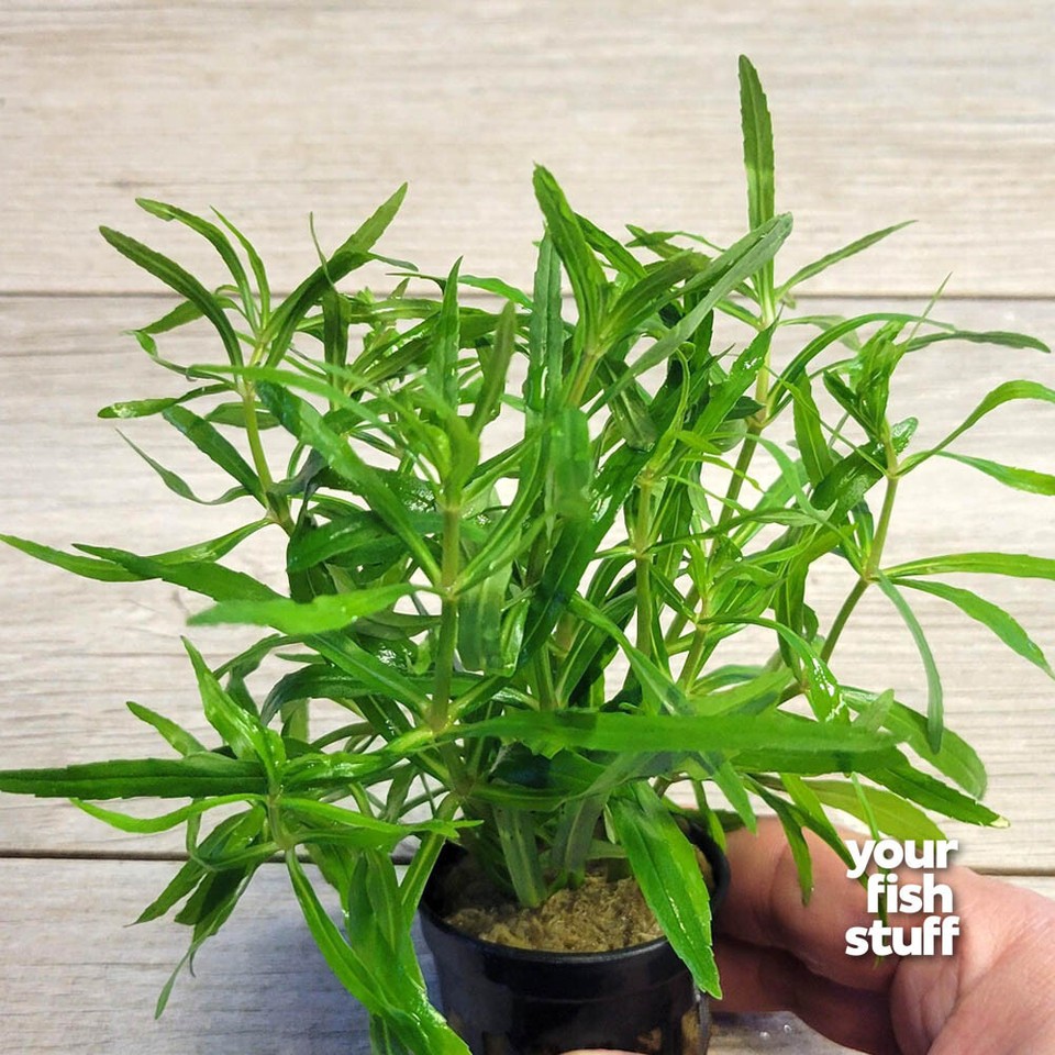 Pogostemon Stellatus Octopus Live Aquarium Plants **BUY 1 GET 1 at 50% ...