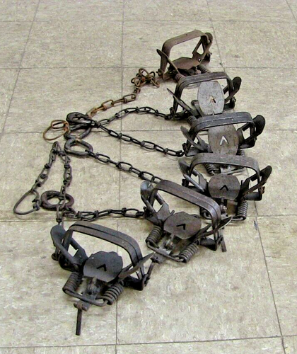 6, #2 Victor/Blake Coil spring traps, coon, fox, bobcat, porcupine, vic ...