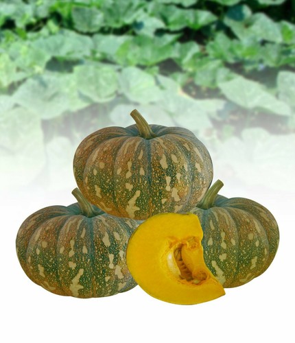 🌼 Genuine HYBRID Shofri Lau, Misti Kumra Pumpkin Bangladeshi Vegetable ...