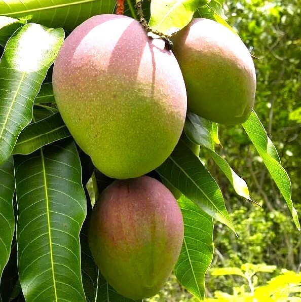 Kent Mango Starter Live Plant - 10-14" Tall - Mango Tree Tropical Fruit ...