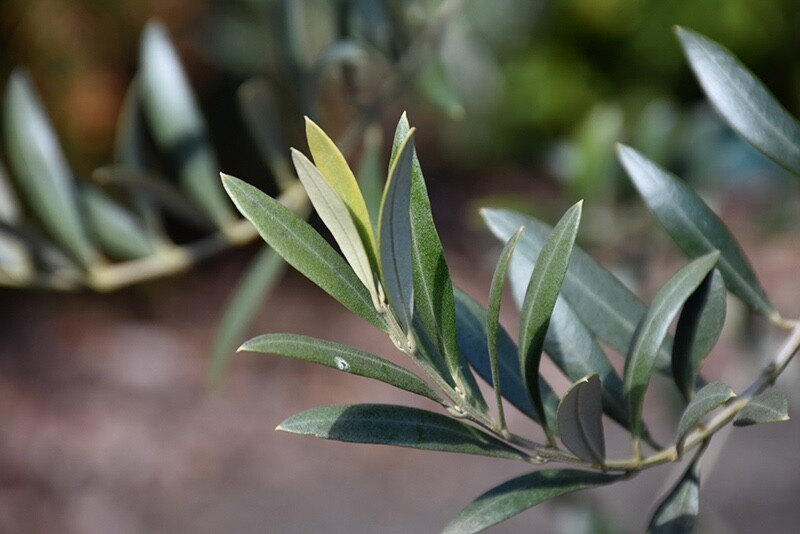 Organic Olive Tree ‘Arbequina’ -Live Starter Plant- FREE SHIPPING!!! | eBay