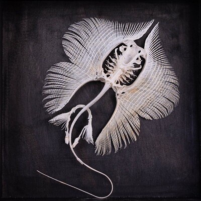 Real Stingray Skeleton, Butterfly shaped ray, manta taxidermy, Stingray ...