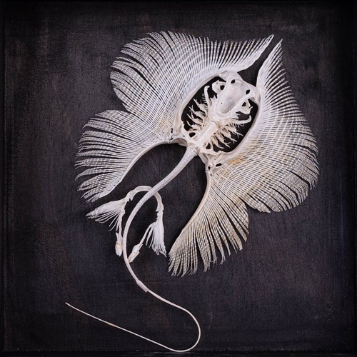 Real Stingray Skeleton, Butterfly shaped ray, manta taxidermy, Stingray ...