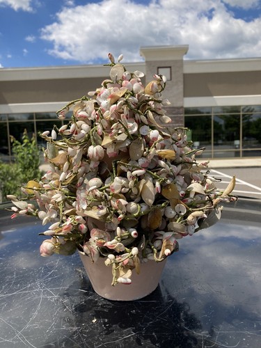 12” Christmas Tree Sea Shell Decorated Table Top 100s Of Shells Metal ...