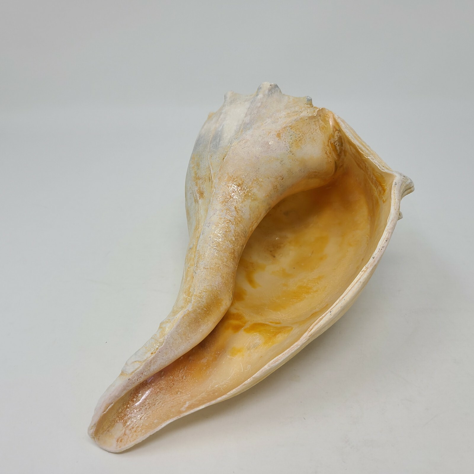 HUGE 8.5" Knobbed Whelk (Busycon carica) Sea Shell Seashell Large ...