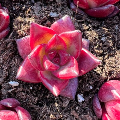 Echeveria red knight Rare Succulent Live Plant Live Succulent Cactus | eBay