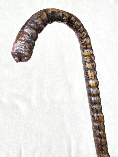 Vintage Antique Heavy Bull Penis Split Iron Core Crook Pizzle Walking ...