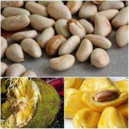 Seeds Jackfruit Fruit Tropical Tree Flower Largest seeds 2kg Fresh Jack ...