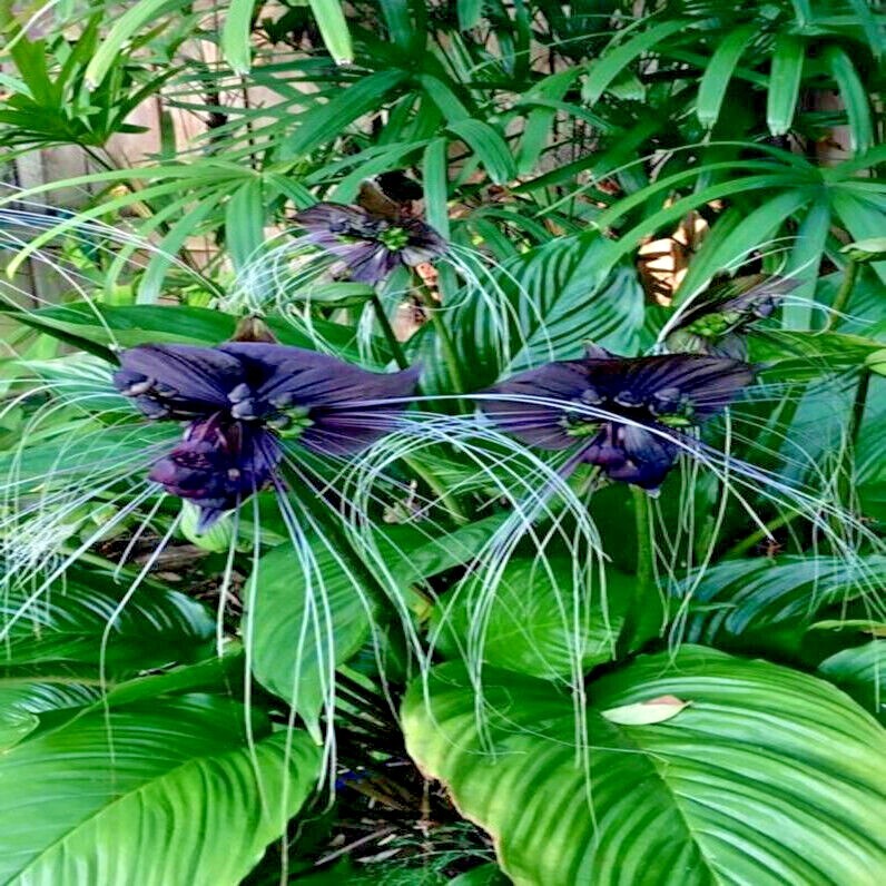 Black Bat Orchid Flower Seeds (Tacca chantrieri) RARE Tropical Garden ...