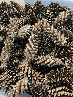 large eastern white pine cones for sale mixed sizes. Qty 30 | eBay