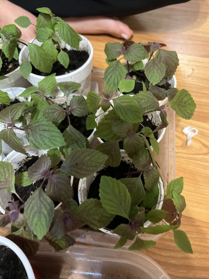 3 Shiso Perilla Live Plant Green Purple Beefsteak Plant Ready To Plant (Tía Tô ) | eBay