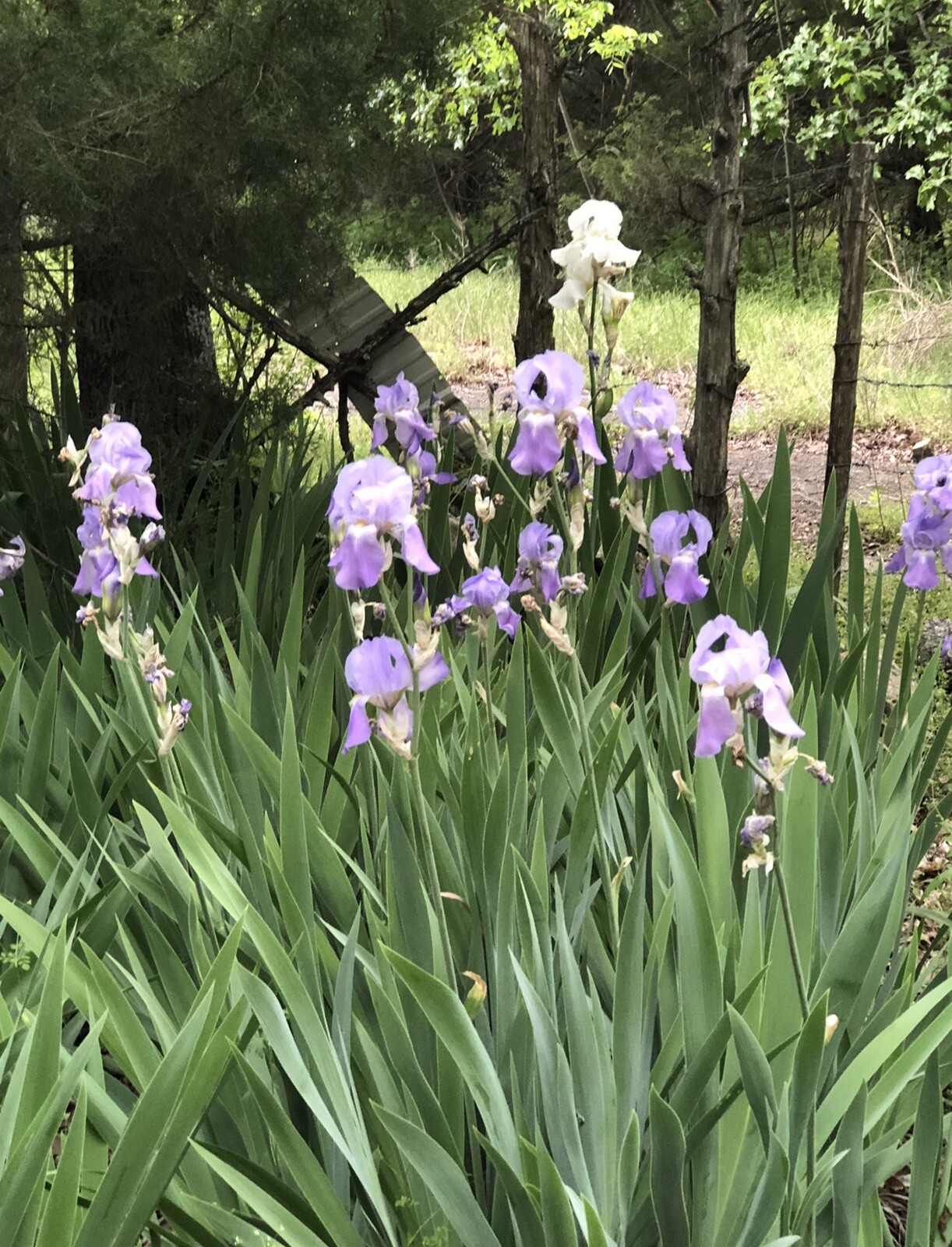 Bearded Iris mixed colors 25 Bulbs Rhizomes Sprouts Flowers Perennial ...