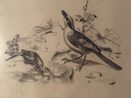 Beautiful Drawing Very Fine Bird Nest Lead Pencil Charcoal 19th Natural ...