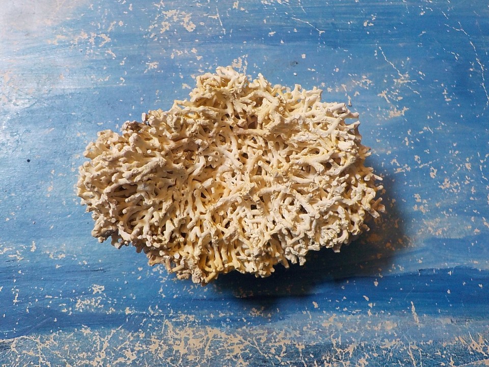 CORAL 78 mm x 55 mm , from Greece | eBay