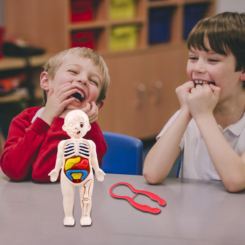 Human Body 3D Puzzle Learning Organ Educational Anatomy Model Toy For ...