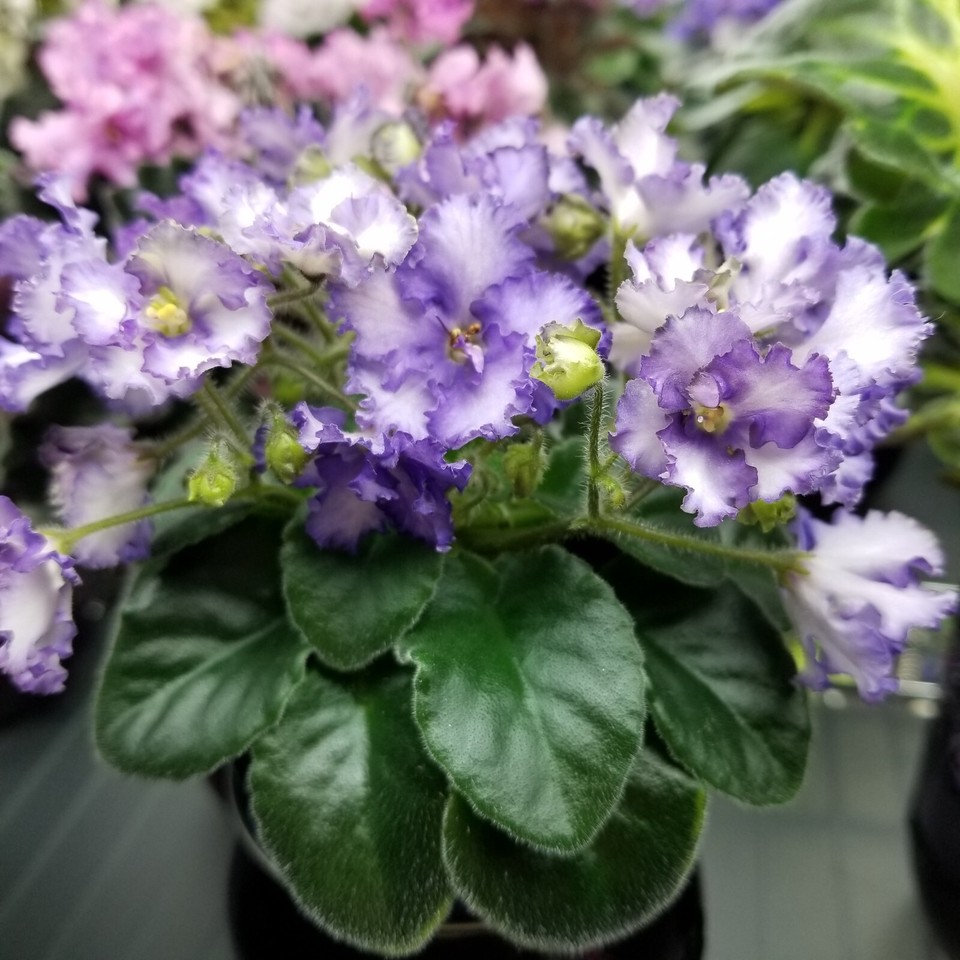 Rob's Ice Ripples Miniature African Violet Starter Plant | eBay