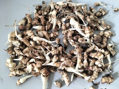12 SMALL ARUM LILY TUBERS | eBay UK