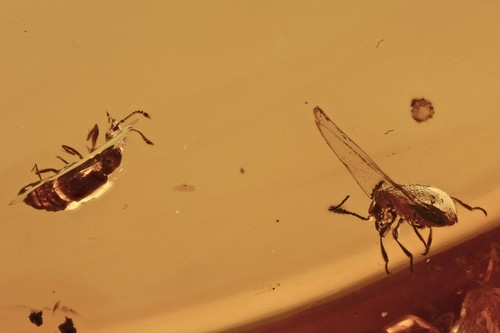 2 BEETLES Scydmaenidae & Pselaphidae Genuine BALTIC AMBER 190911-1 +IMG ...