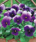 Pansy Nature Beacon 250 seeds | eBay