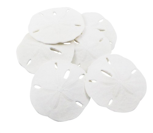 Nautical Crush Trading Sand Dollar Real Sand Dollars 2 1/2" to 3" Set ...