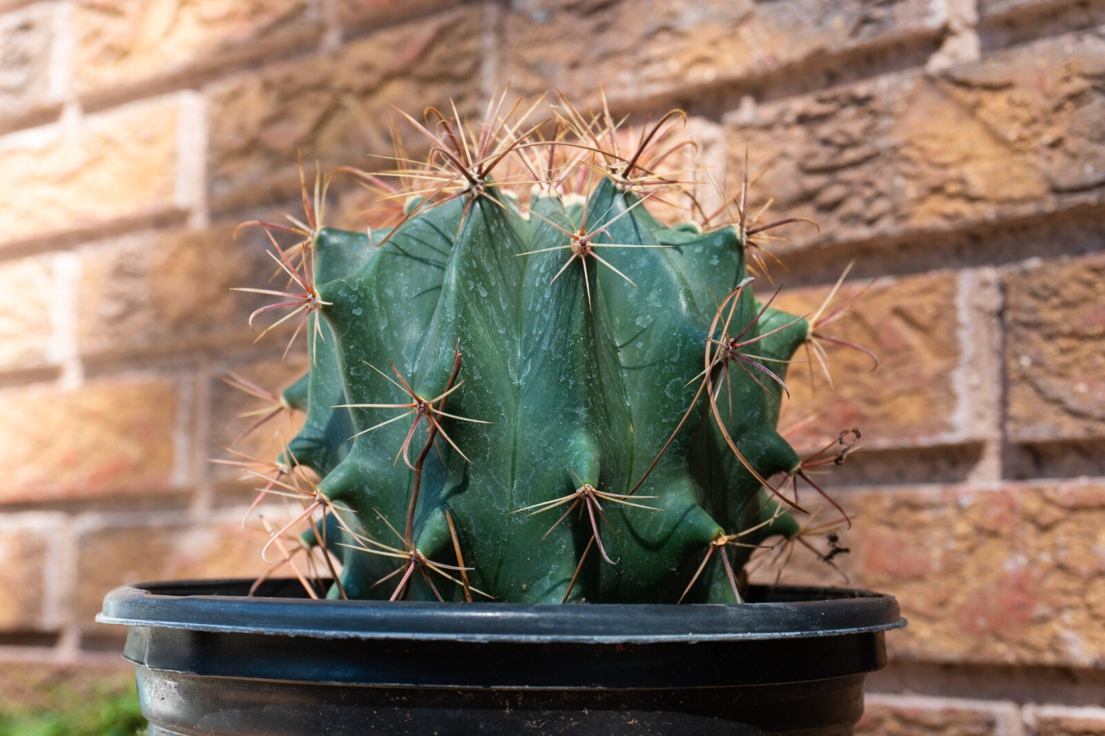 Ferocactus wislizenii, Fish Hook Barrel, Long Red Spines, Great Flowers ...