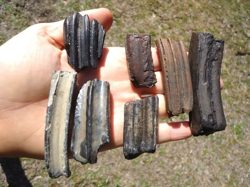 7 FOSSIL HORSE TEETH FLORIDA FOSSILS ICE AGE EQUUS TOOTH JAW BONES ...