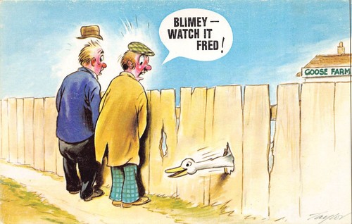 Blimey Watch It Fred! Goose Farm Taylor Humour Postcard (8) | eBay UK