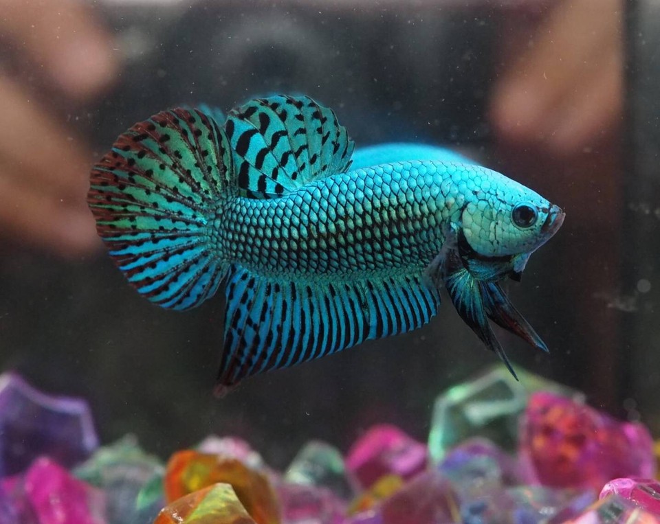 Green Alien Male Live Wild Betta Fish Pet Plakat Quality Grade from ...