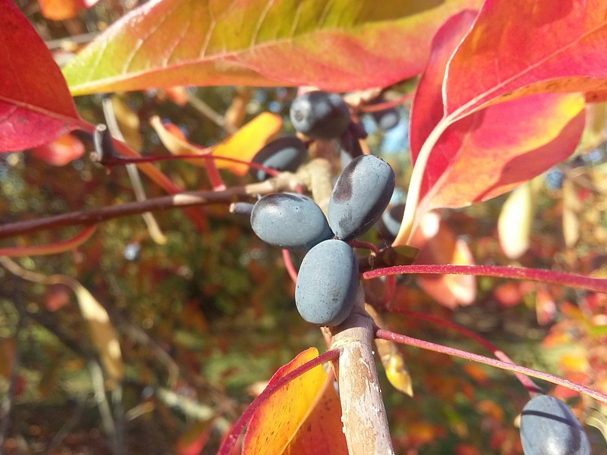 Black Gum Tree Fruit Edible