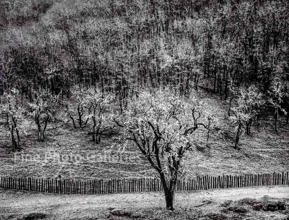 Tree Ansel Adams Photography