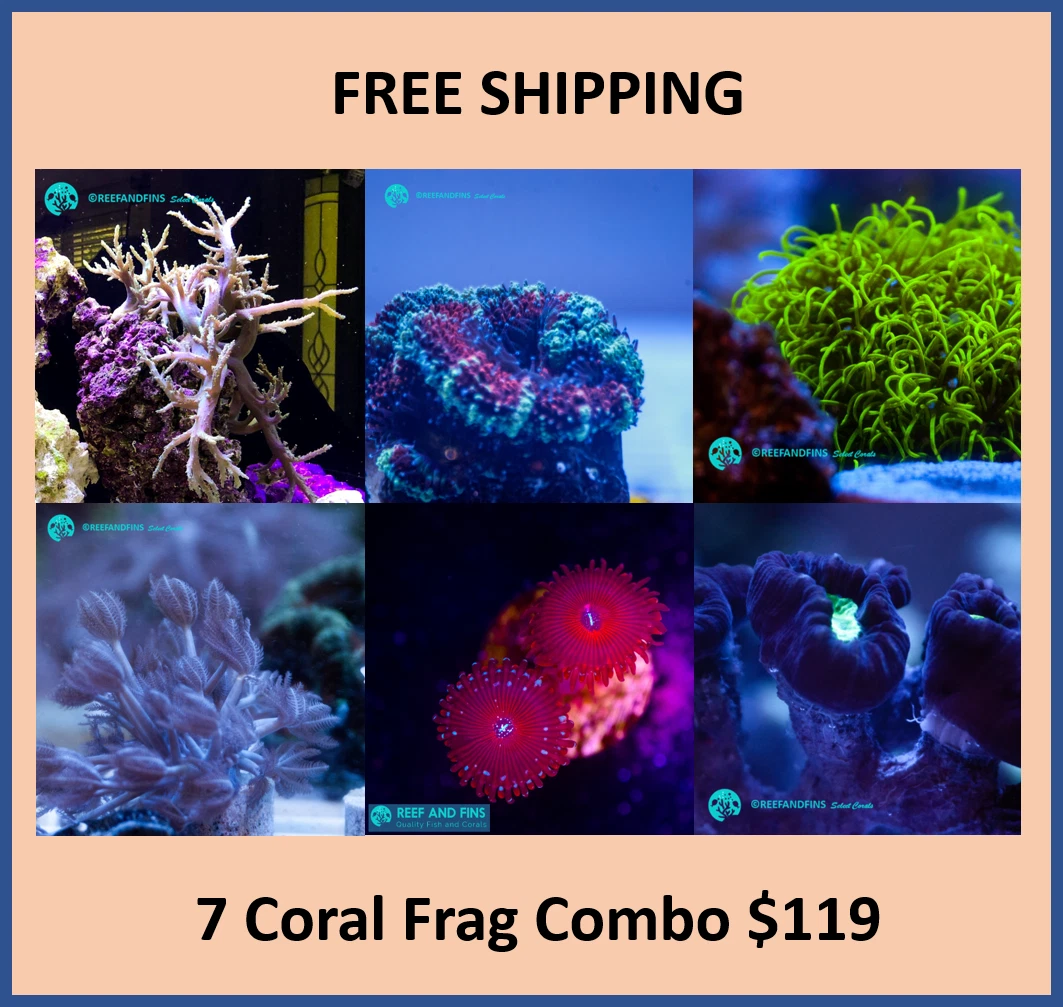 Saltwater Coral Frags