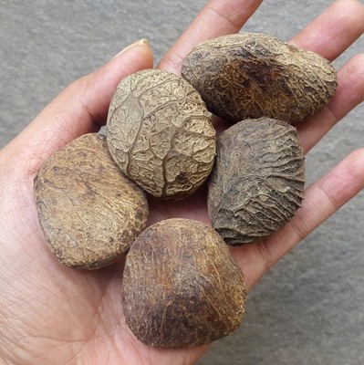 1000 Gram Kluwek (Pangium Edule) for Cooking | eBay