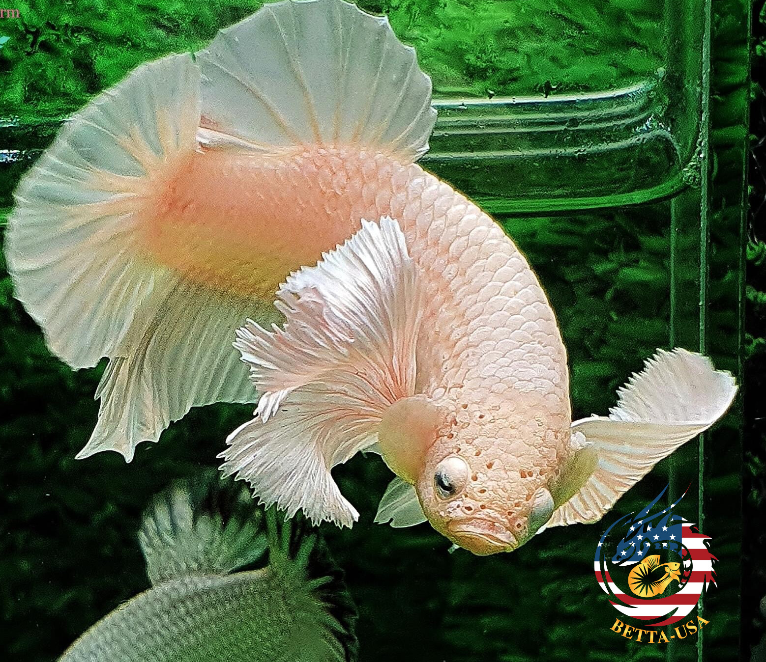 Live Betta Fish - High Quality HMPK Platinum White Giant Dumbo Ears | eBay