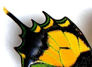 aureus-butterflies-and-insects | eBay Stores