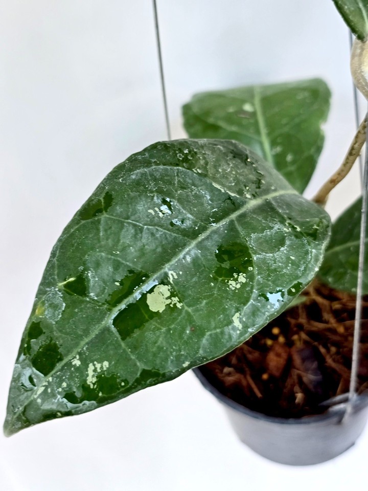 Hoya fish bone [2n6j011] 2 pots, 2 plants, 20-22 inches Rare!!! | eBay