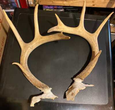 AWESOME 5 point deer antlers taxidermy horn shed cabin!!!!!!!! | eBay