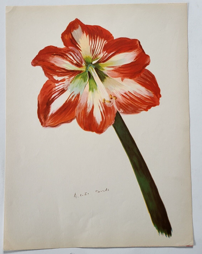 Arlette Davids Lithograph Color Plate Amaryllis Vittata VTG Botanical ...