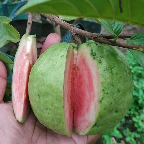 Grafted Guava Red Crystal Fruit Tree Free Phytosanitary | eBay