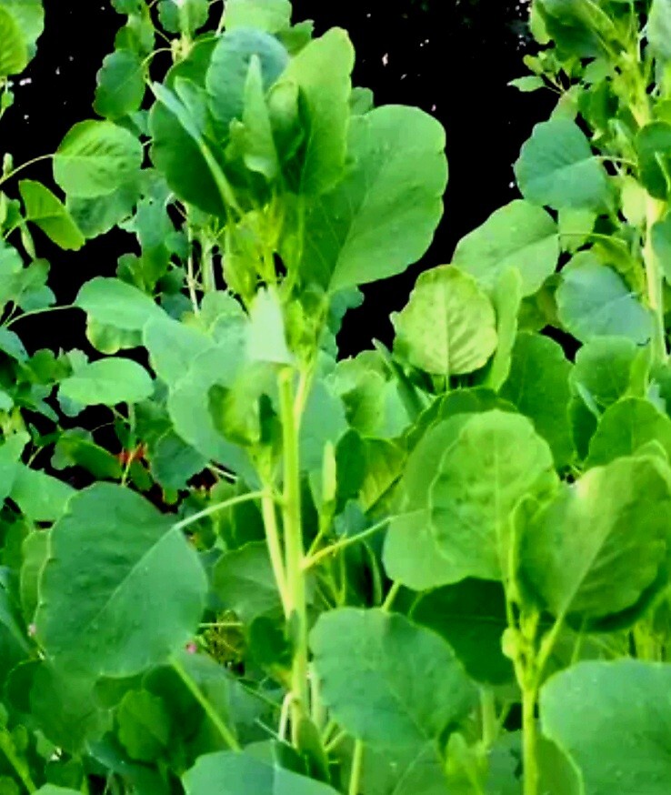 30+ PAPALO Herb Seeds (Porophyllum) Medicinal, Organic Pore leaf ...