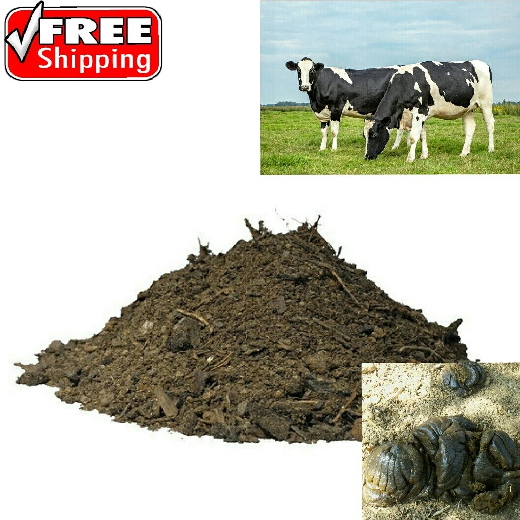 Cow Manure