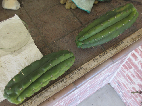 columnar cactus, monstrose knuckle growth fast growing 2 tip cuts | eBay